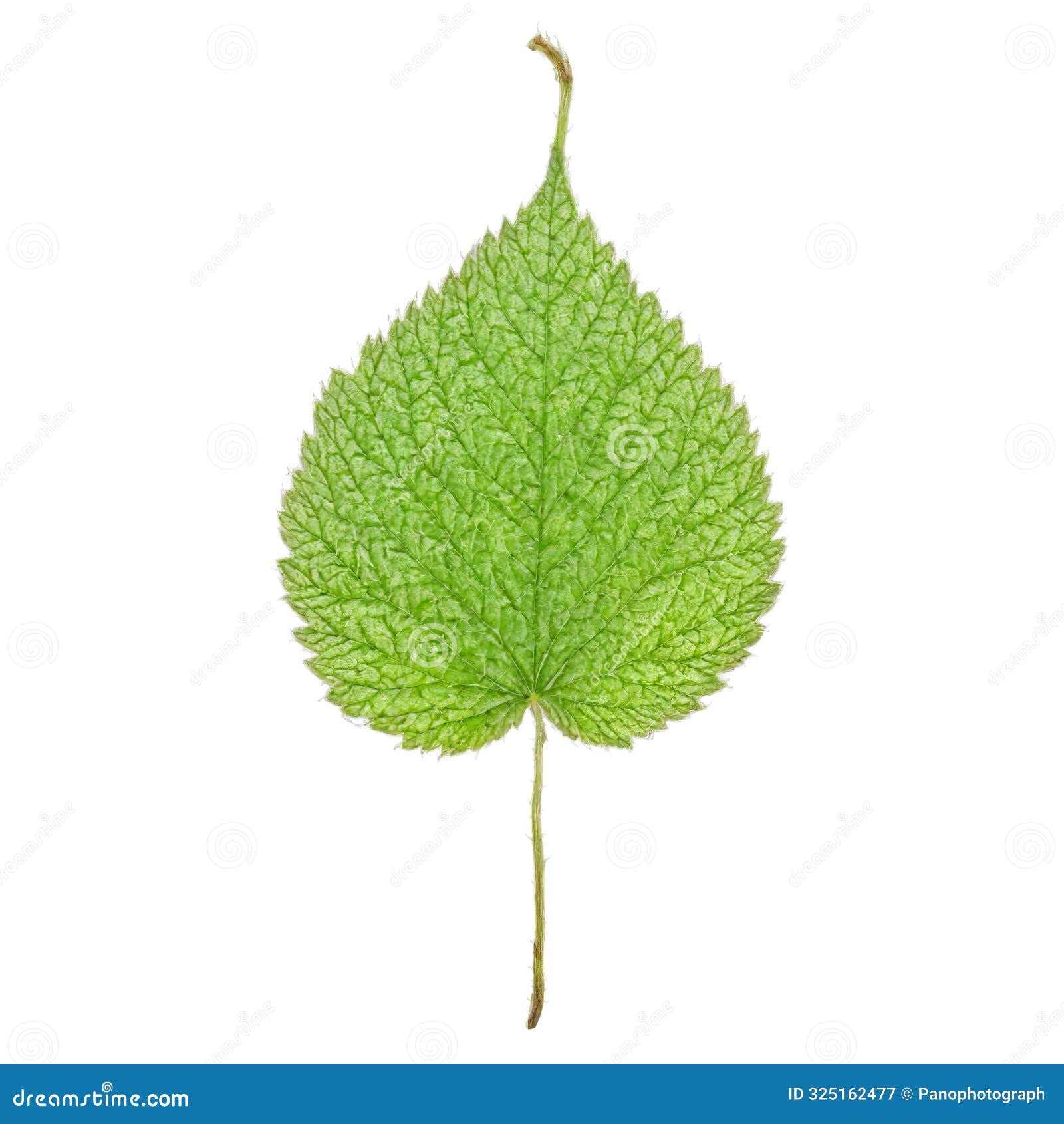 Raspberry Leaf Compound Yellow Leaf with Serrated Leaflets and a ...