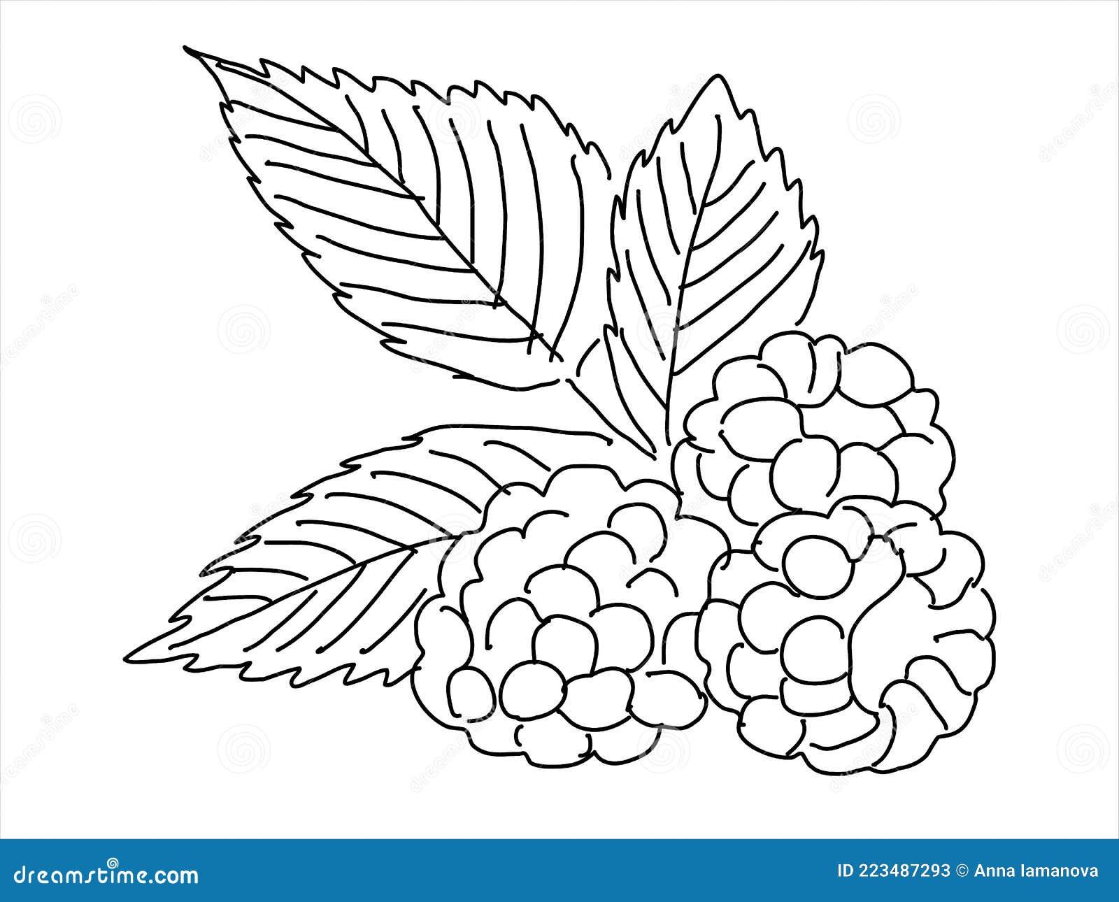 Raspberry Leaf in the Doodle Style Stock Vector - Illustration of herb ...