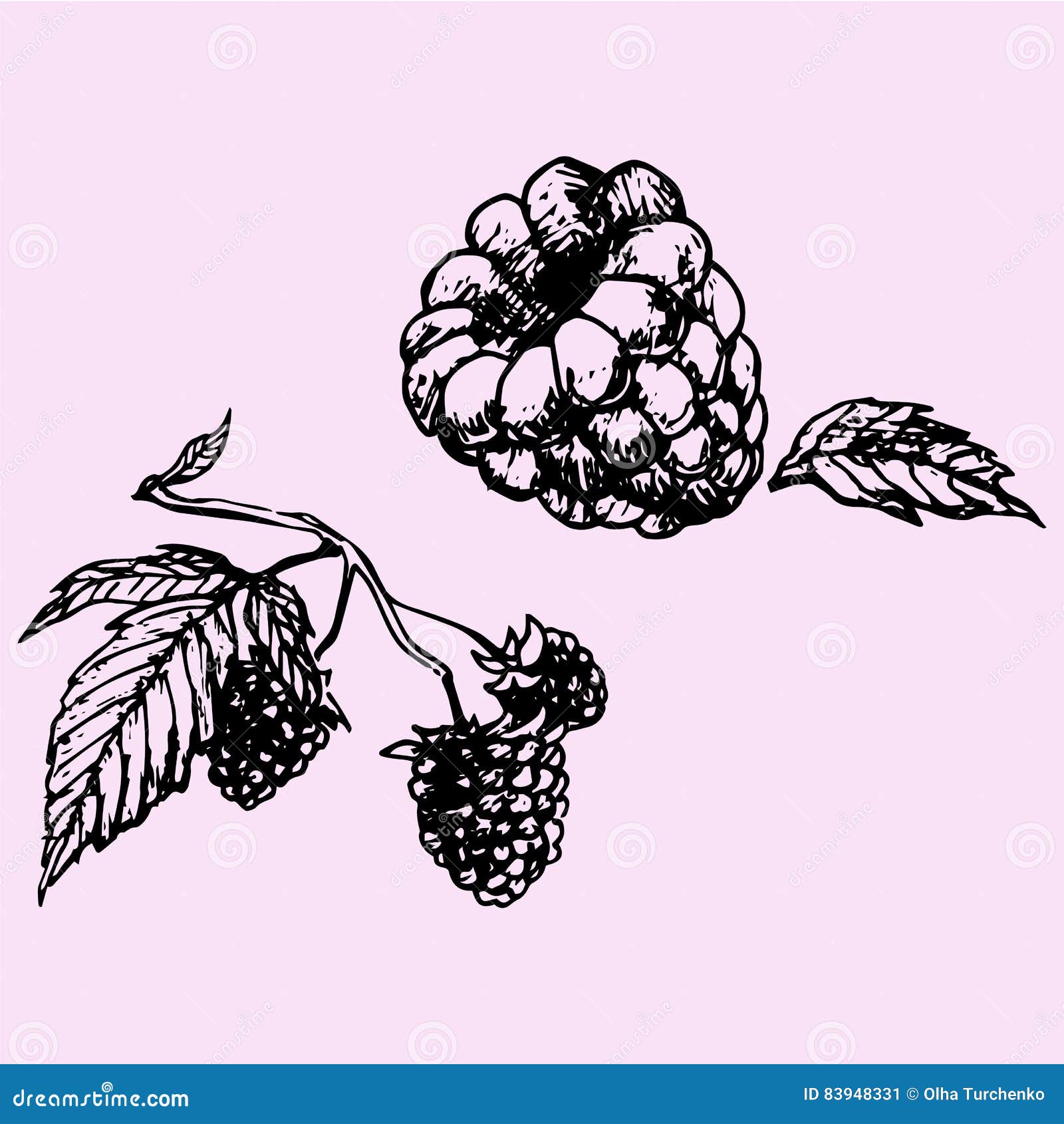 Raspberry with leaf stock vector. Illustration of drawing - 83948331