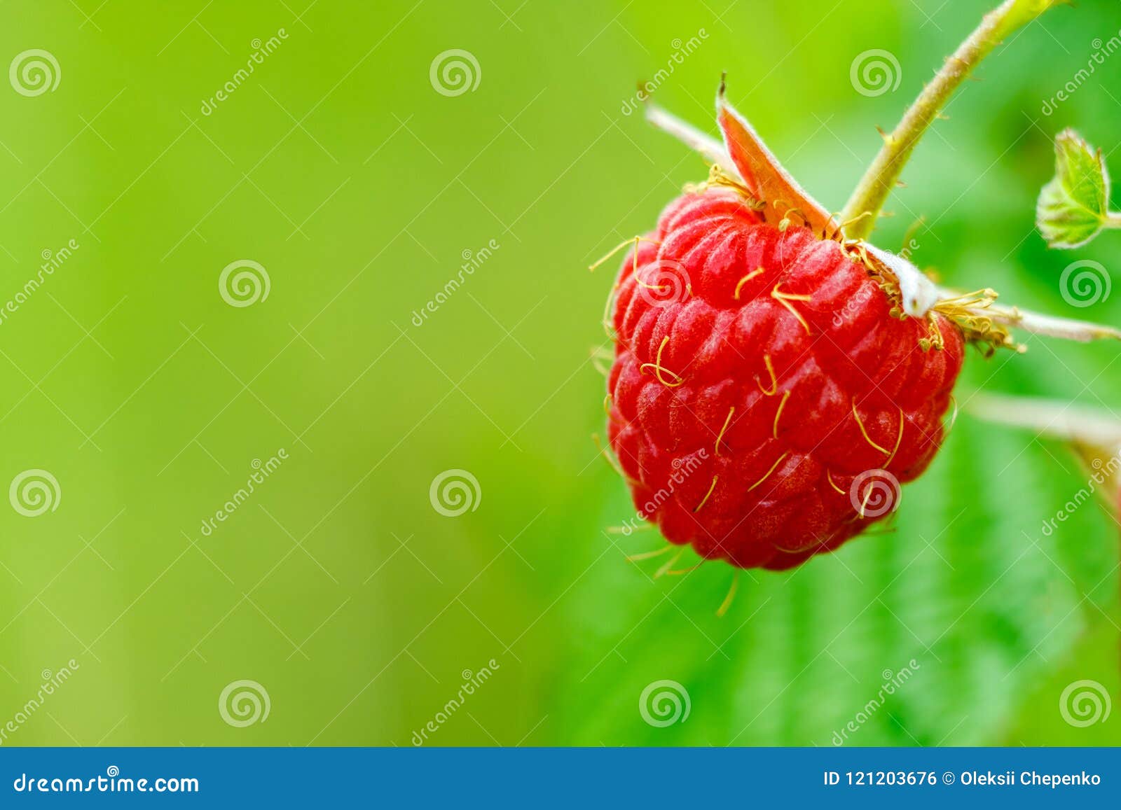 Raspberry with Leaf on Green Background Stock Photo - Image of macro ...
