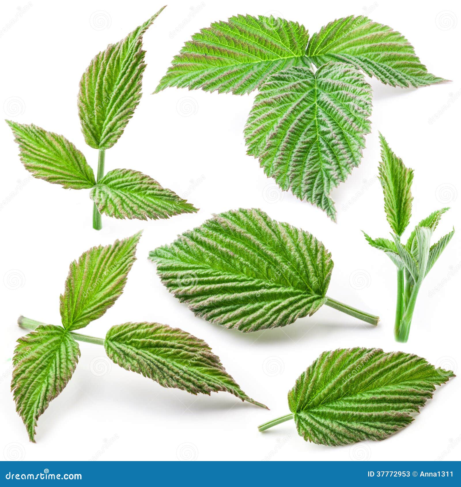 Raspberry Leaf Isolated. Collection. Stock Image - Image of ripe ...