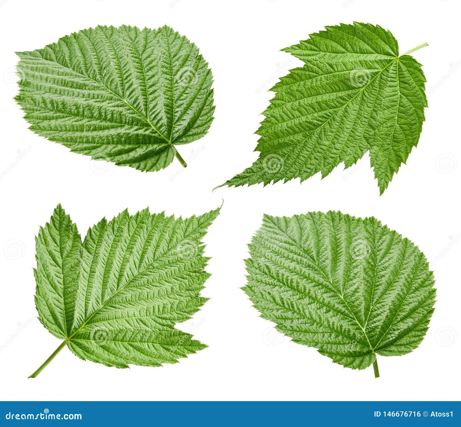 Raspberry leaf isolated stock photo. Image of healthy - 146676716
