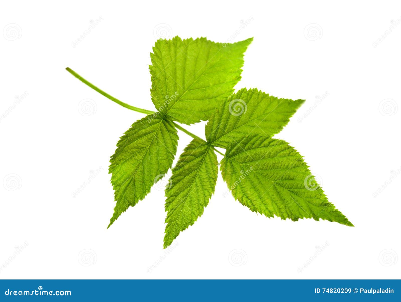 Raspberry leaf isolated stock image. Image of foliage - 74820209