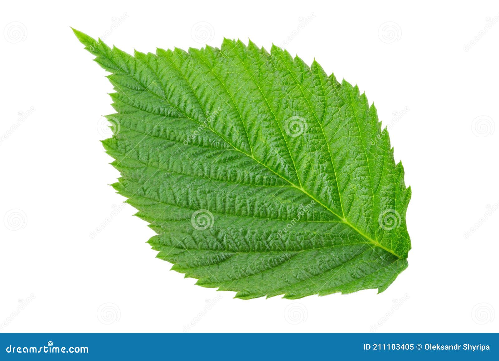 Raspberry Leaf Isolated on White Background .Young Shoot of a Plant ...
