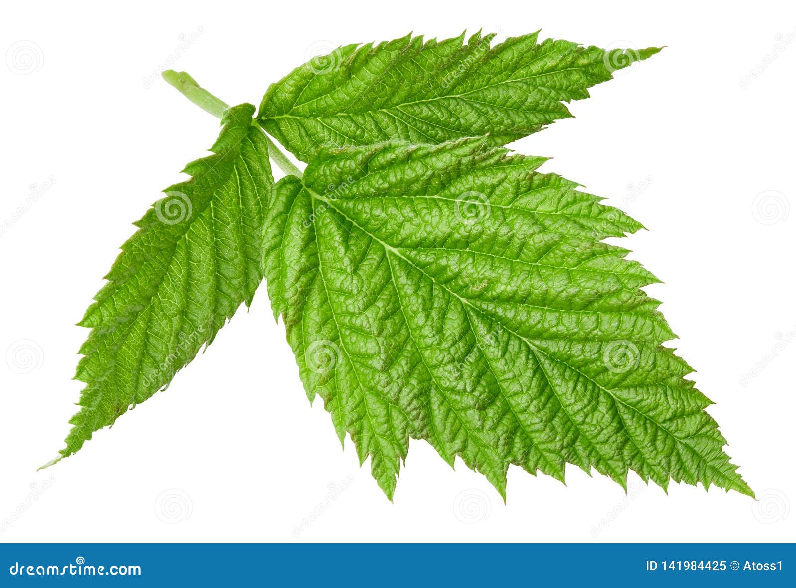 Raspberry leaf isolated stock image. Image of lush, fruit - 141984425