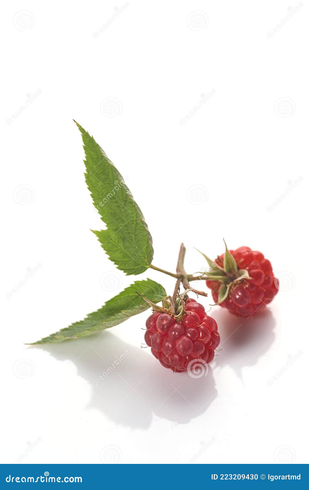 Raspberry with leaf stock photo. Image of ripe, diet - 223209430