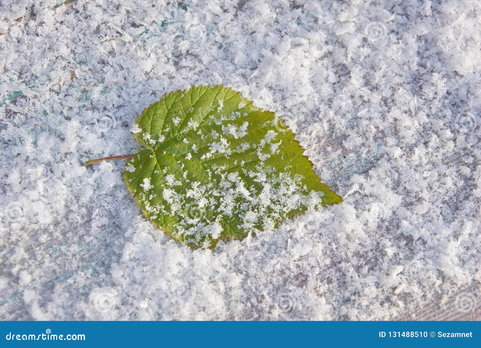 Green Raspberry Leaf in Snow Freshness Cold Frosty Background Stock ...