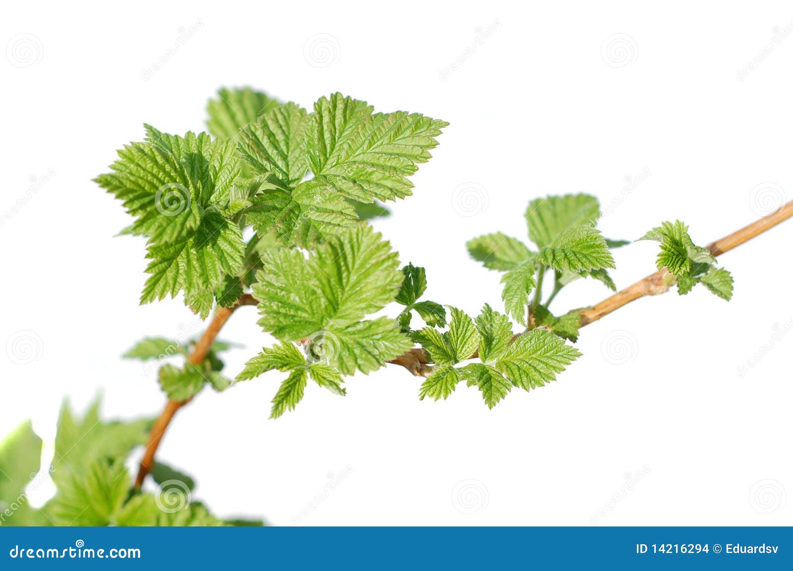 Raspberry leaves. stock photo. Image of close, plants - 14216294