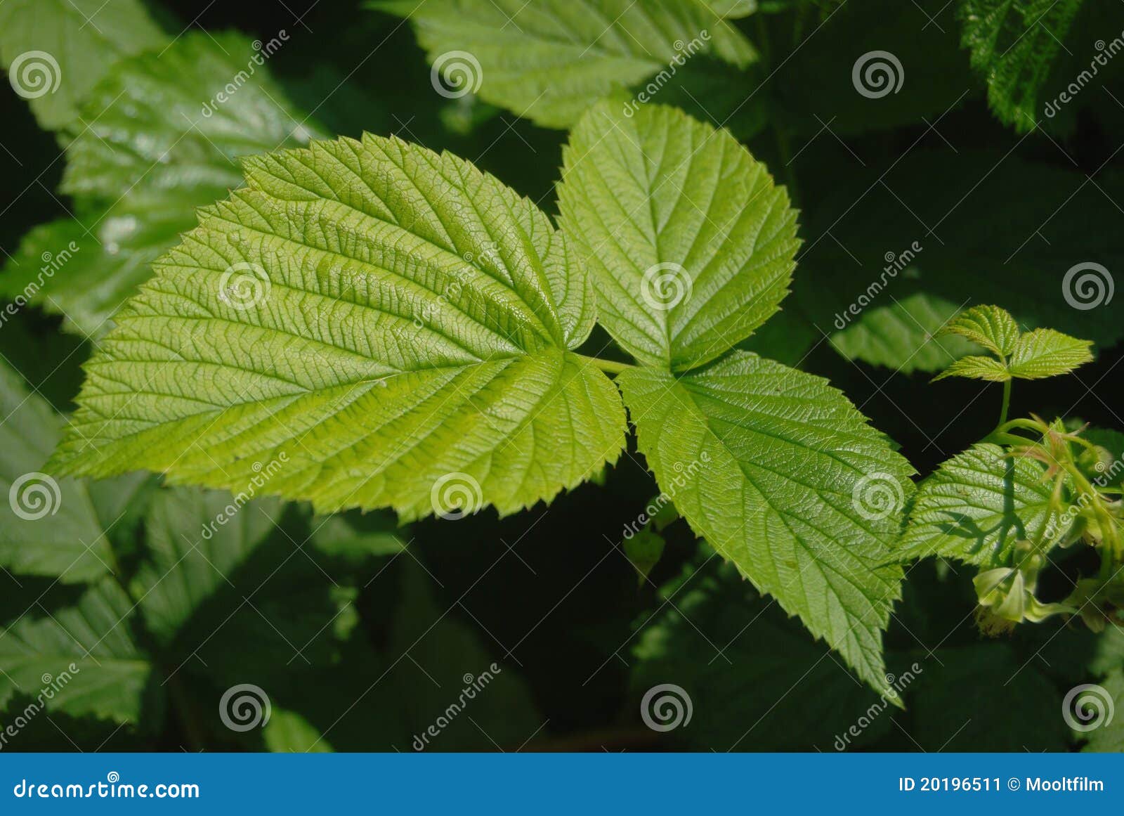 Raspberry leaves stock image. Image of garden, macro - 20196511