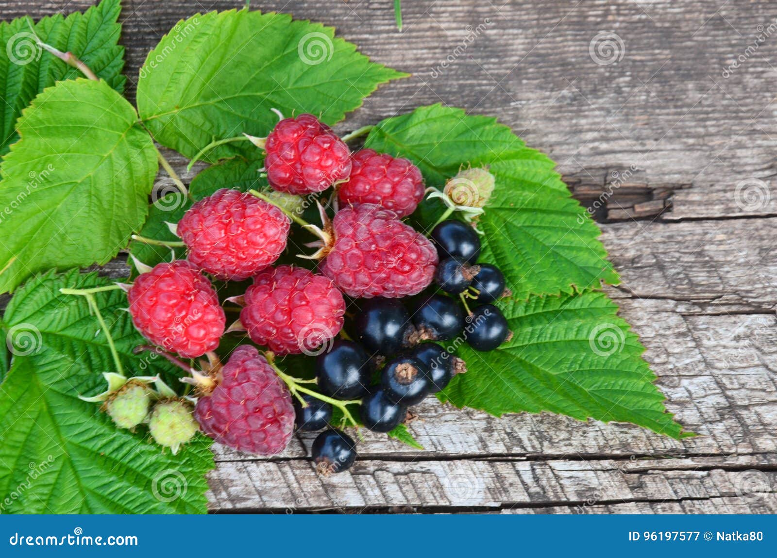 Raspberry Leaves and Black Currant on the Board Stock Image - Image of ...