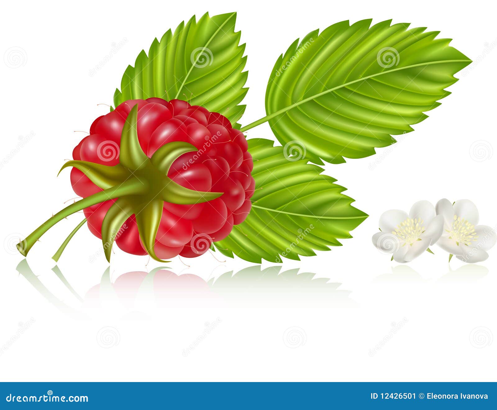 Raspberry with Leaves and Flowers. Stock Vector - Illustration of ...