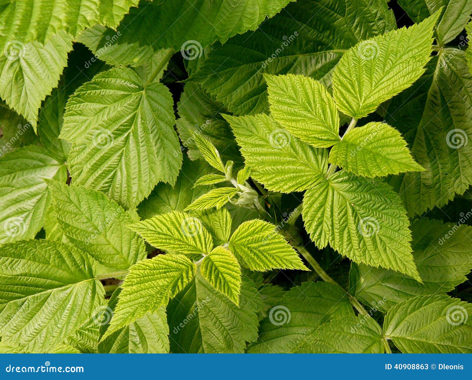 Raspberry leaves stock image. Image of leaves, gardening - 40908863