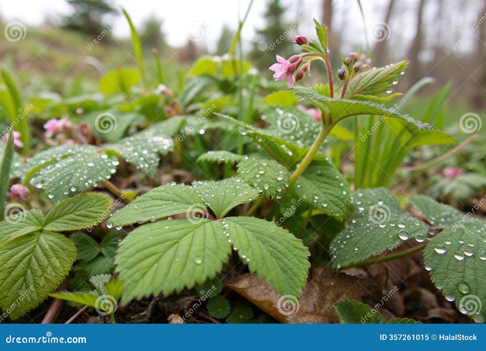 Raspberry Leaves on the Ground in Spring Stock Illustration ...