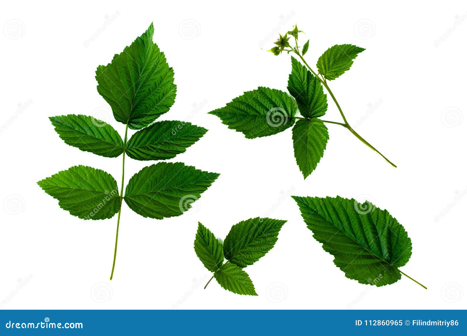 Raspberry leaves isolated. stock image. Image of healthful - 112860965