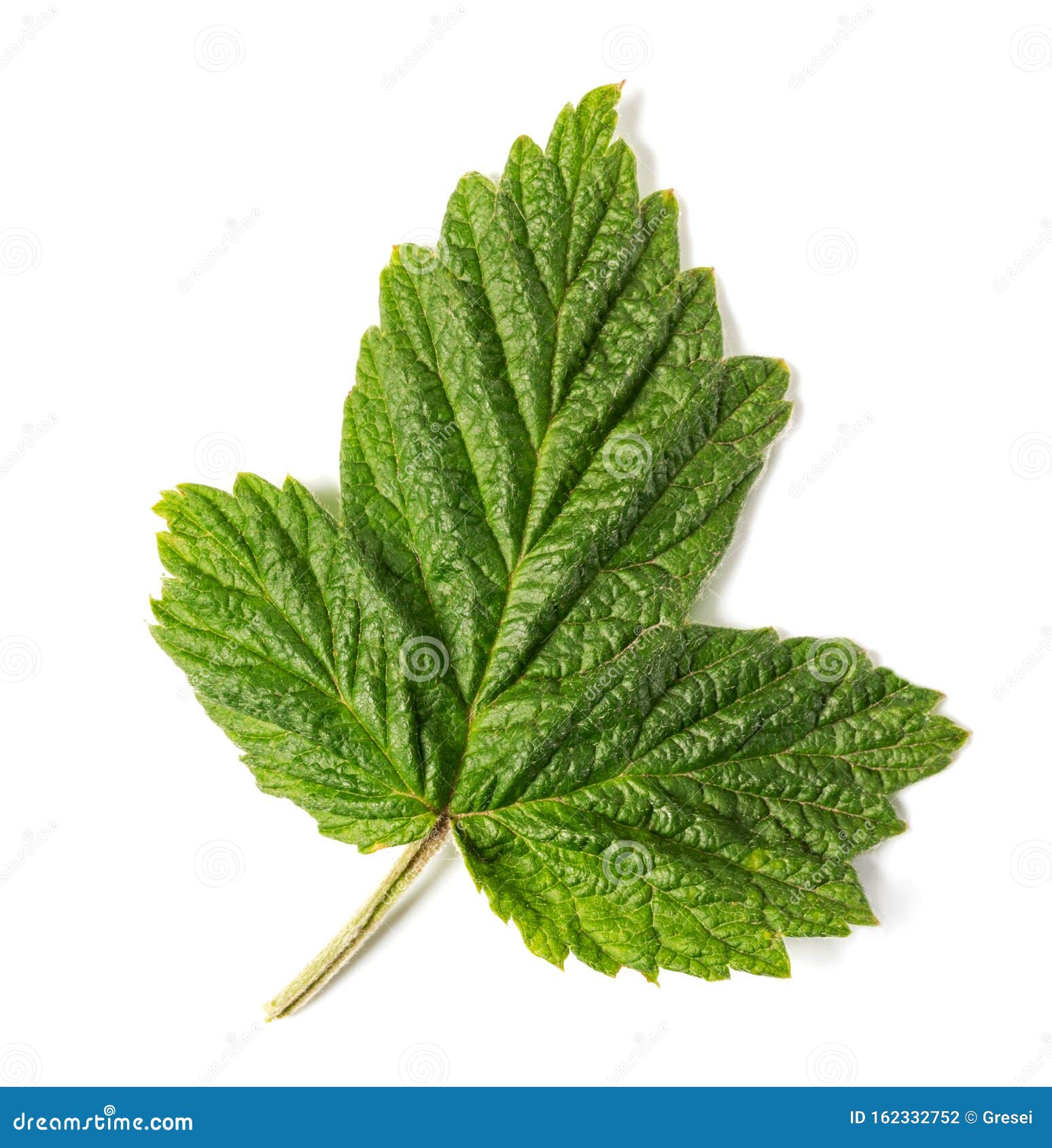 Raspberry leaves stock photo. Image of raspberry, collection - 162332752