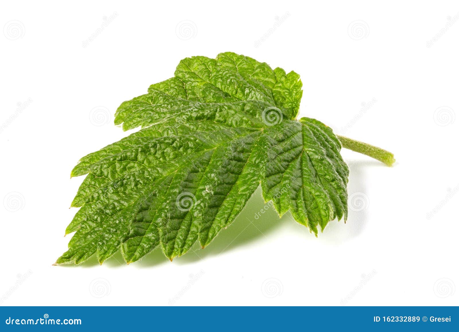 Raspberry leaves stock image. Image of fresh, branch - 162332889