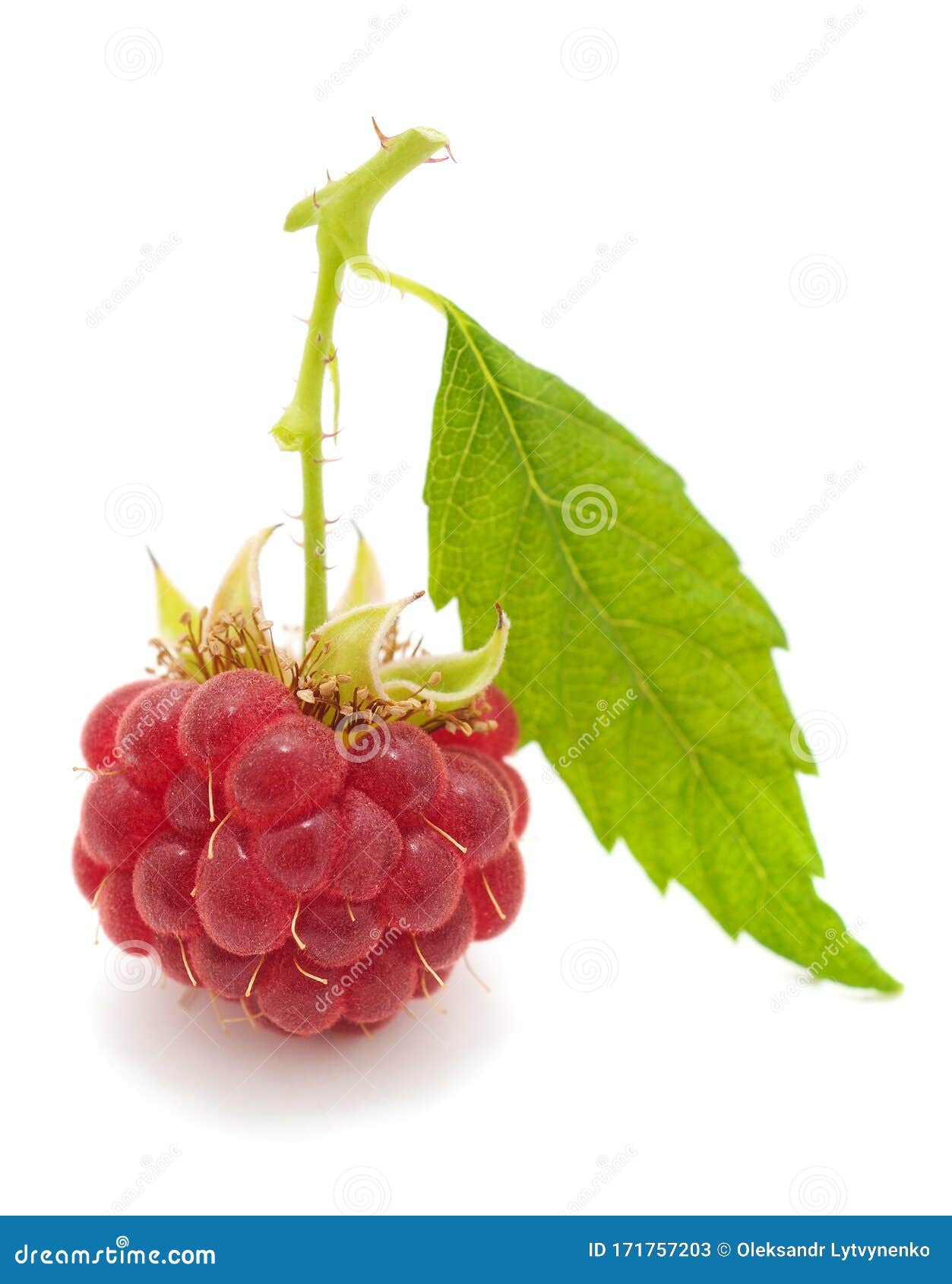 Raspberry with leaves stock image. Image of raspberry - 171757203