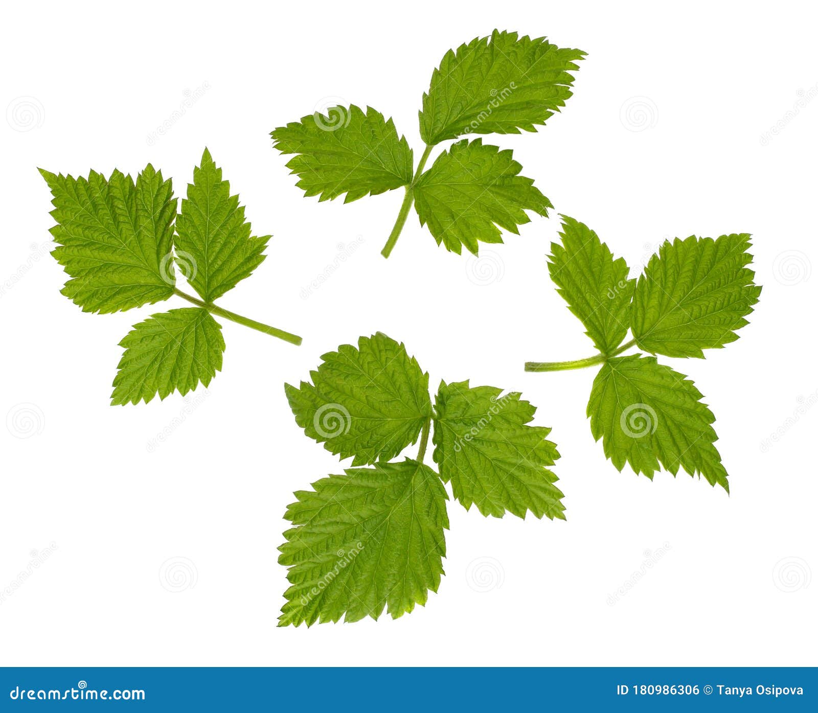 Raspberry Leaves Isolated on White Background Stock Photo - Image of ...