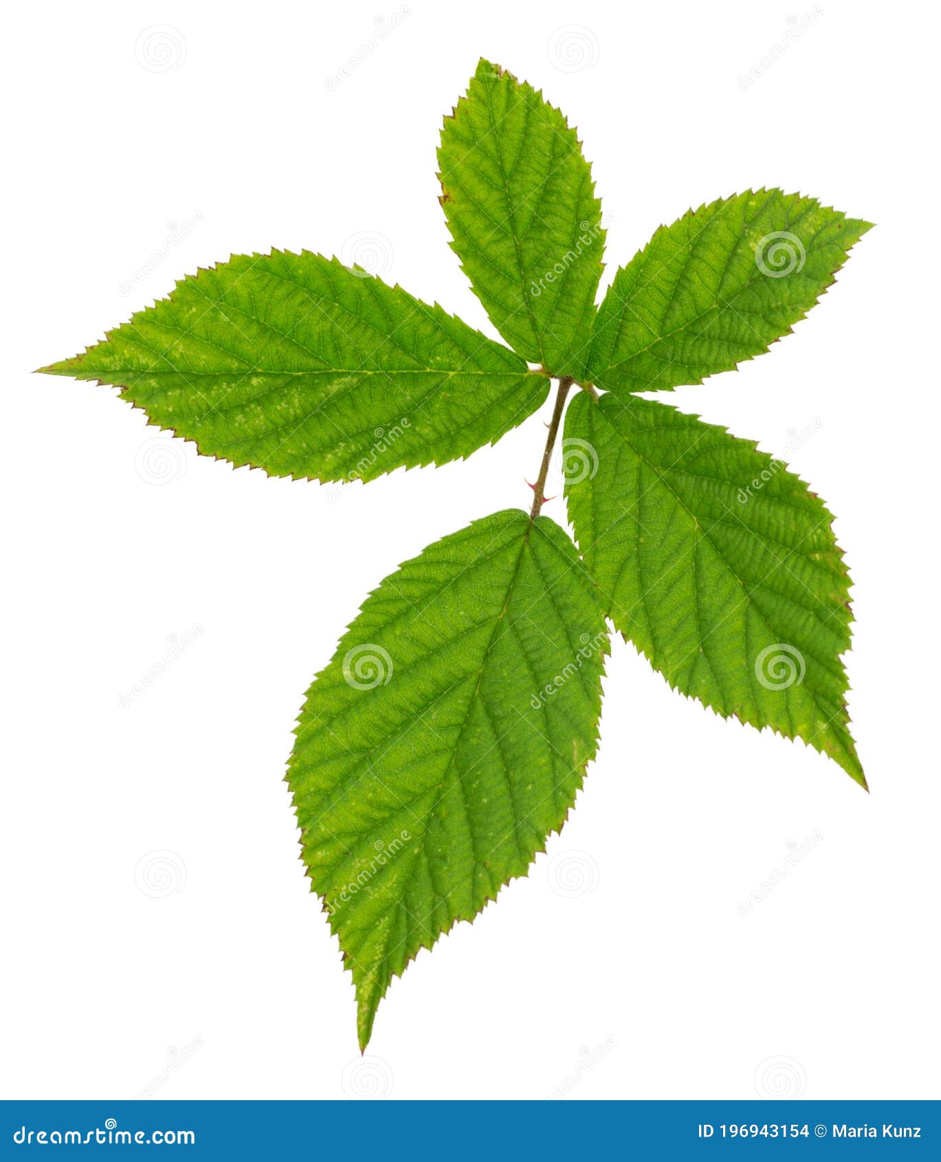 Raspberry Leaves Isolated on White Background Stock Photo - Image of ...