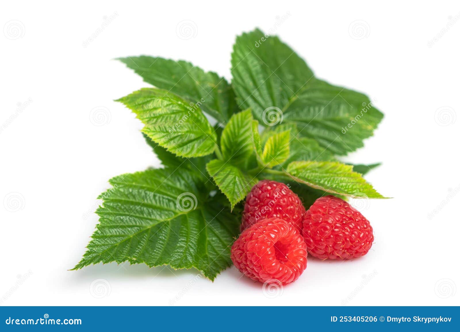 Raspberry with Leaves. Raspberry Isolated on White Background Stock ...