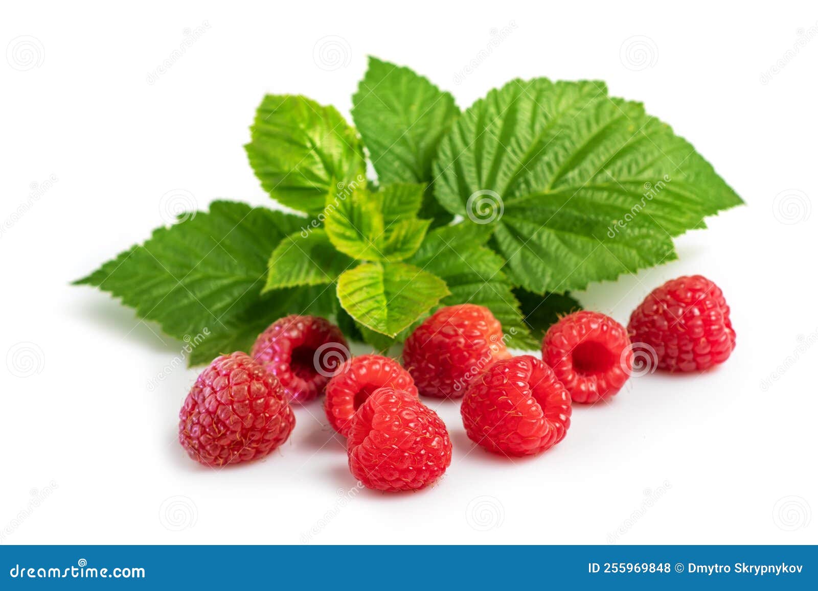 Raspberry with Leaves. Raspberry Isolated on White Background Stock ...