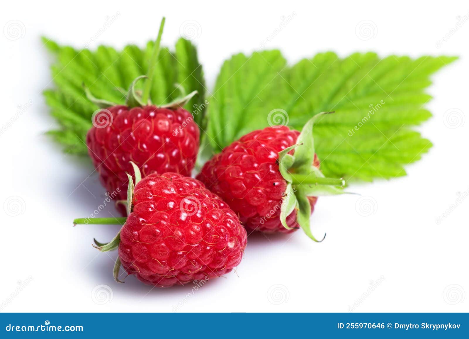 Raspberry with Leaves. Raspberry Isolated on White Background Stock ...