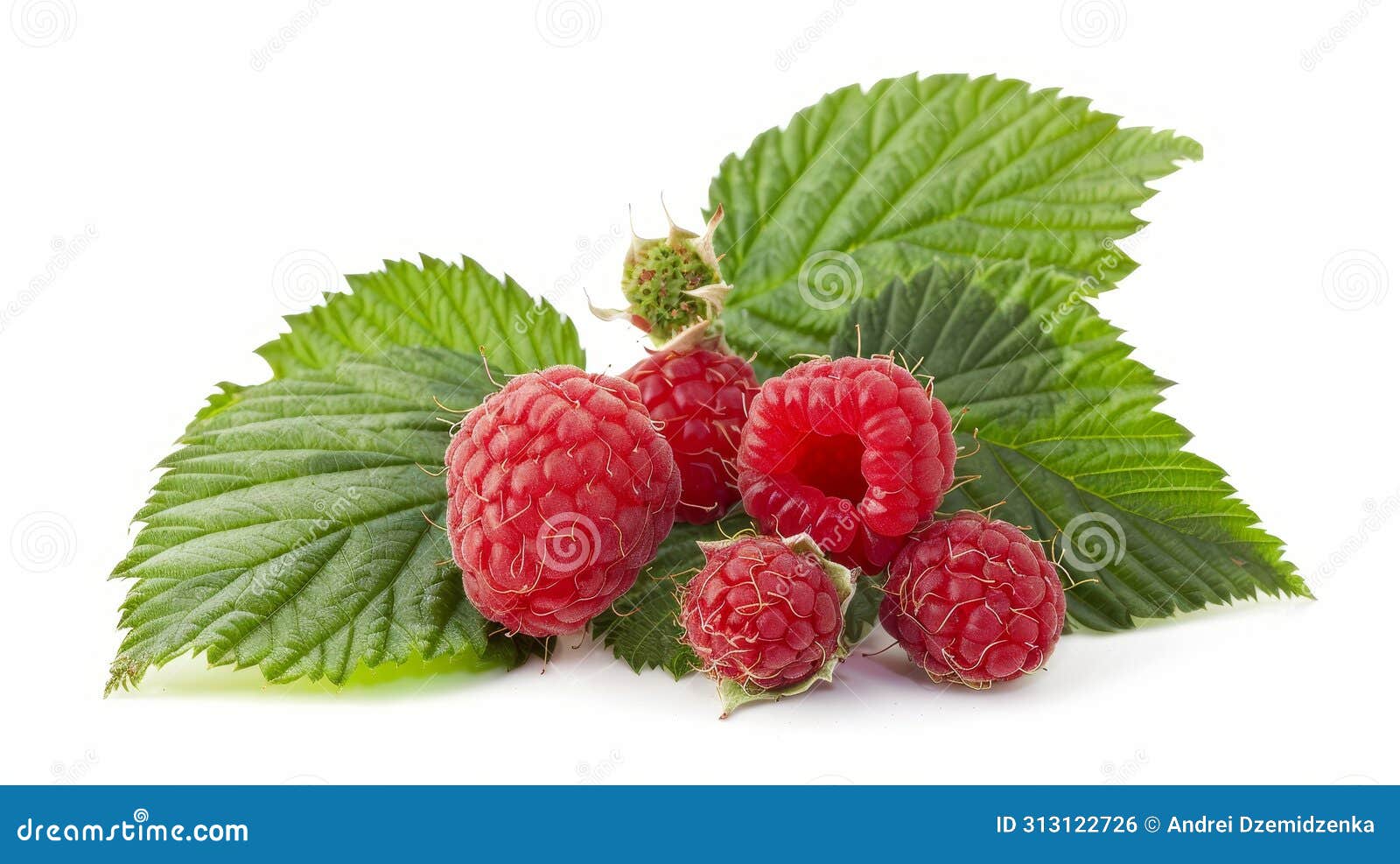 A Raspberry with Leaves Isolated on a White Background. Stock Photo ...
