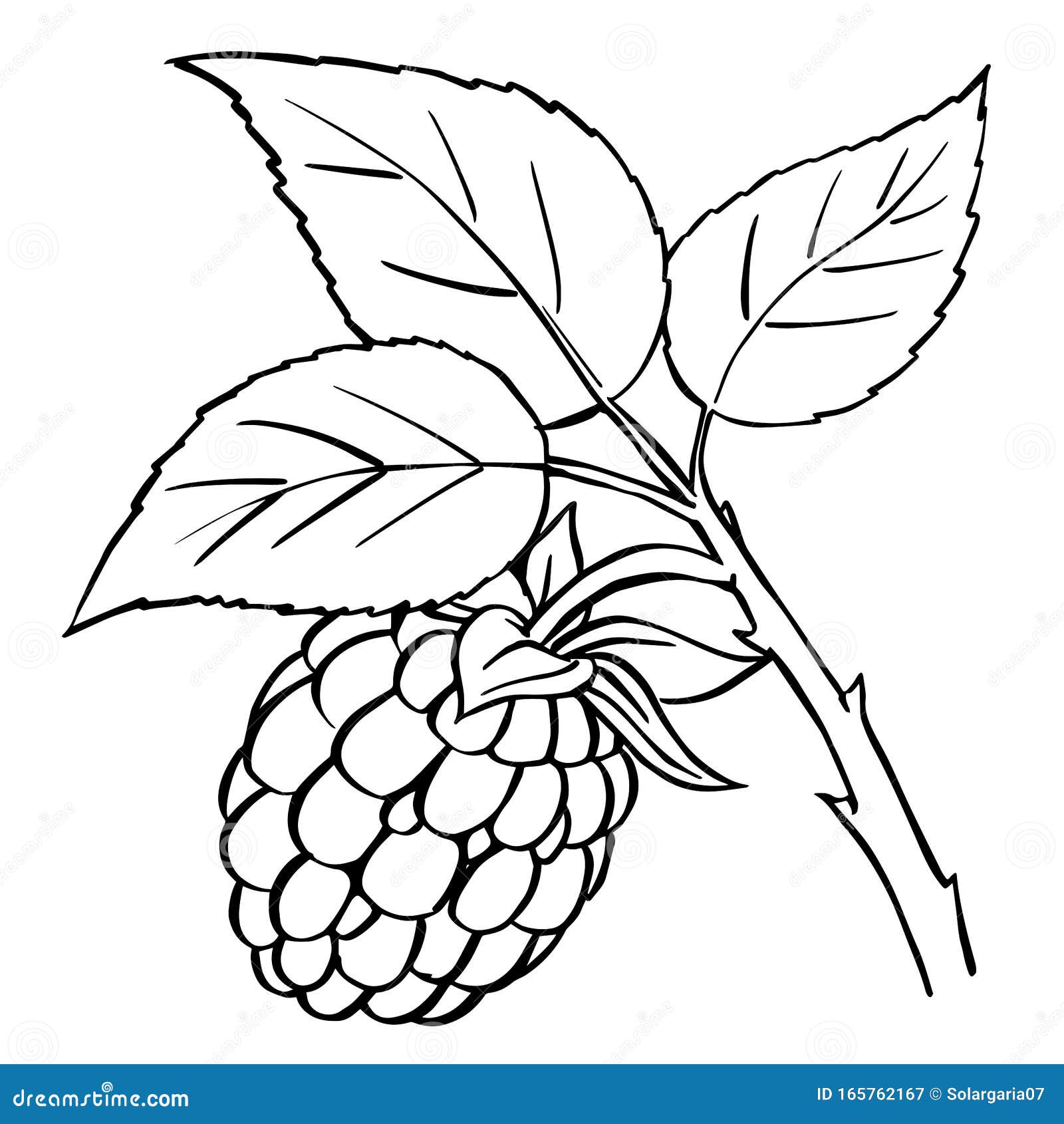Raspberry and Leaves Hand Drawn Vector Illustration Stock Vector ...