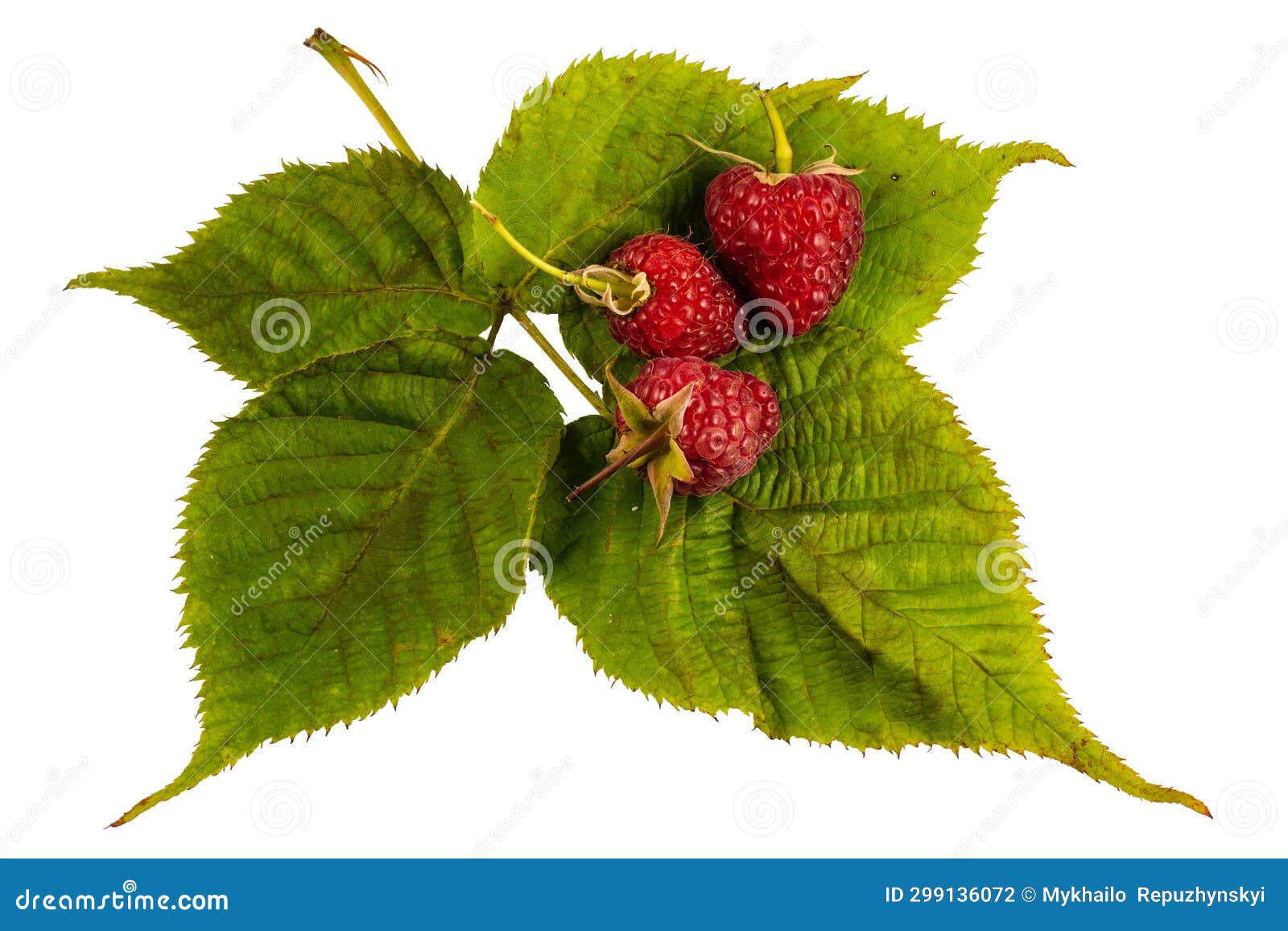 Raspberry with Leaves. Raspberry Isolated on White Background Stock ...