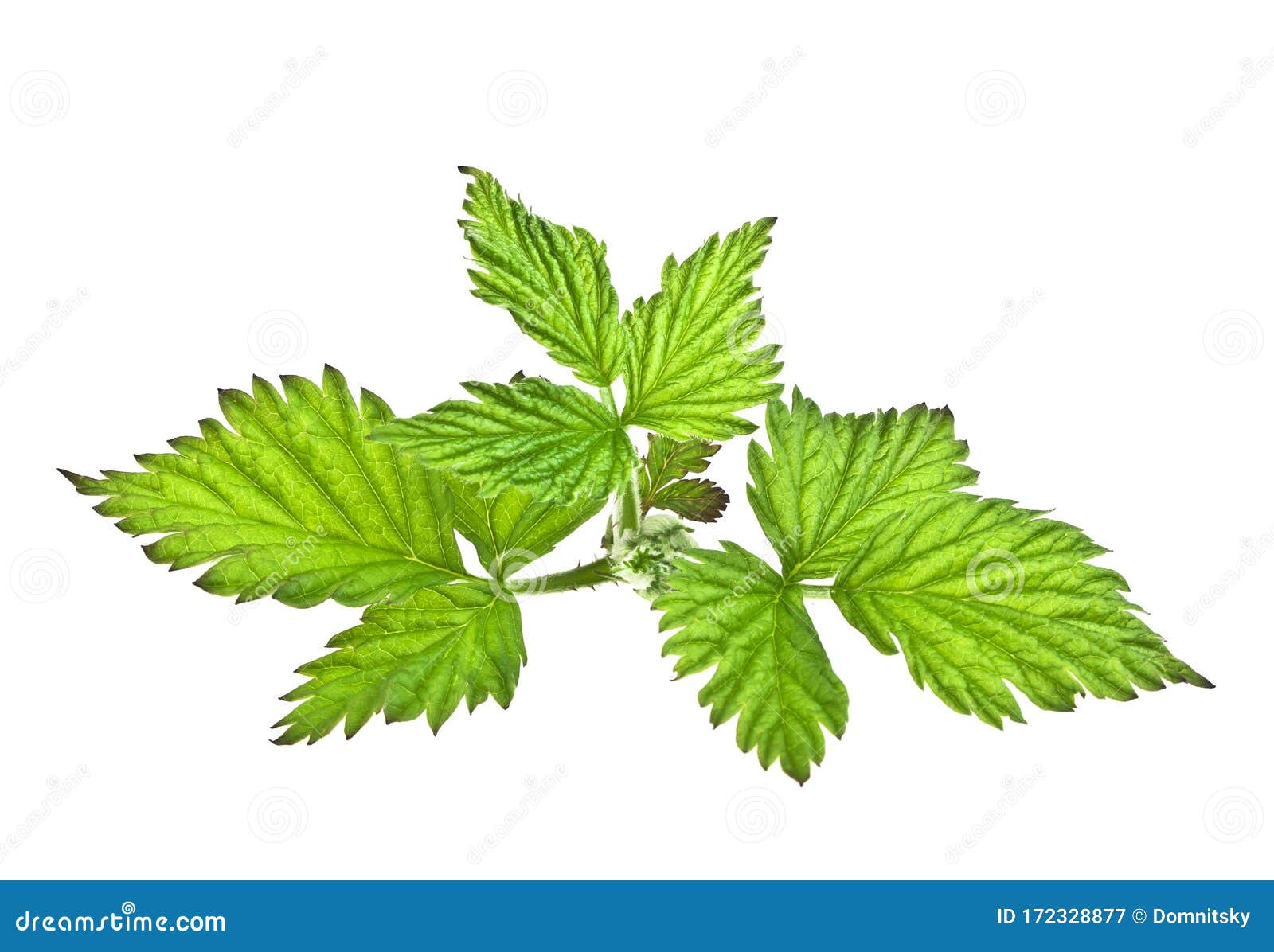 Raspberry Leaves Isolated on White Background Stock Image - Image of ...