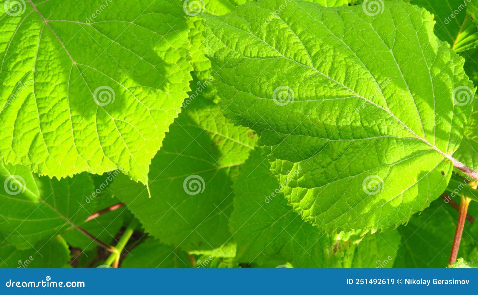Raspberry Leaves Isolated on White Background Stock Image - Image of ...