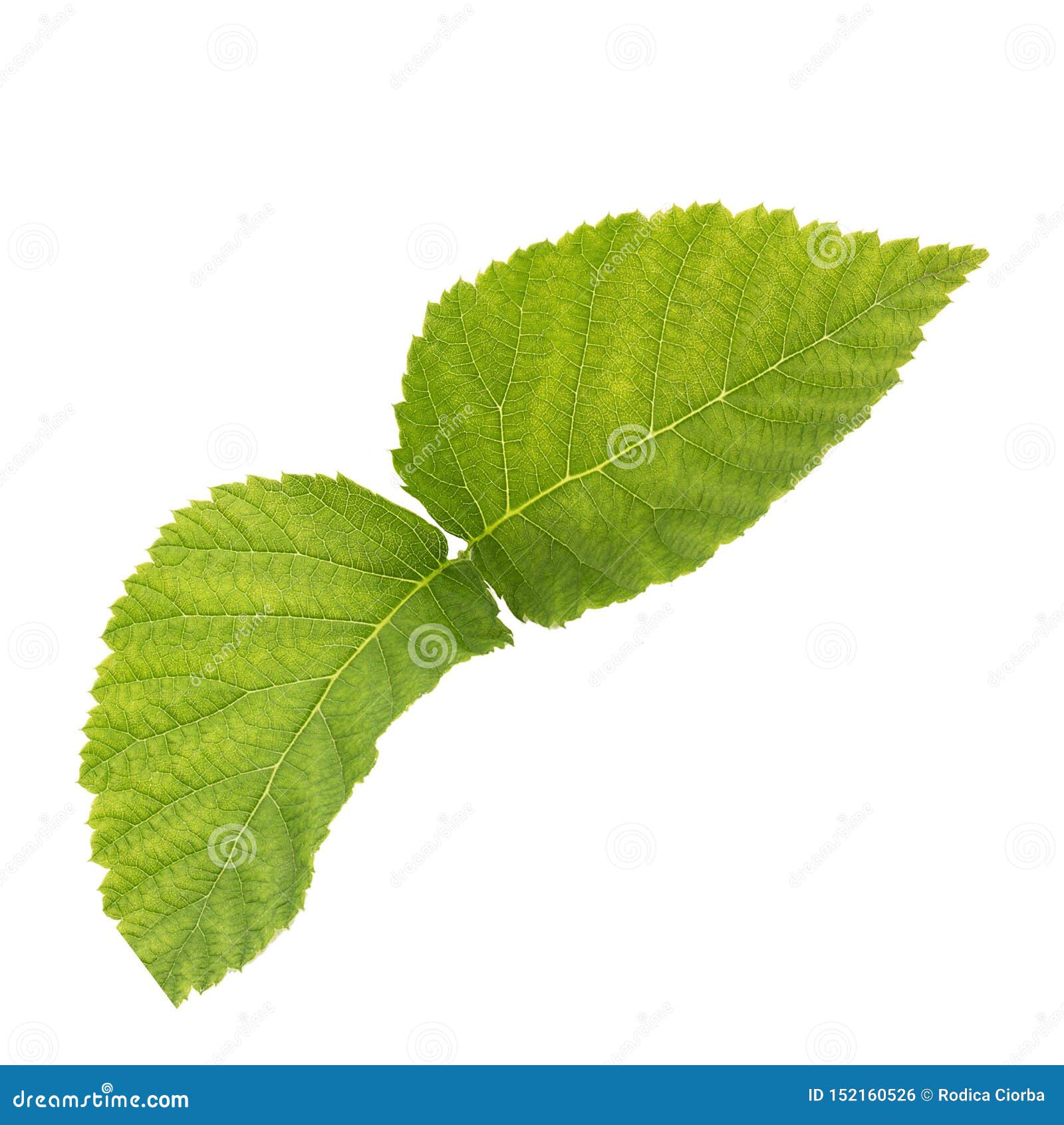 Raspberry Leaves Isolated on White Background Top View Stock Photo ...