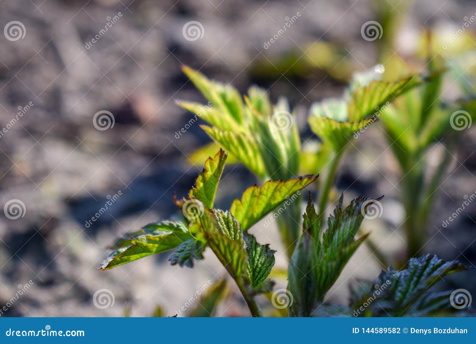 Raspberry Plant Starting To Grow in the Spring Stock Photo - Image of ...