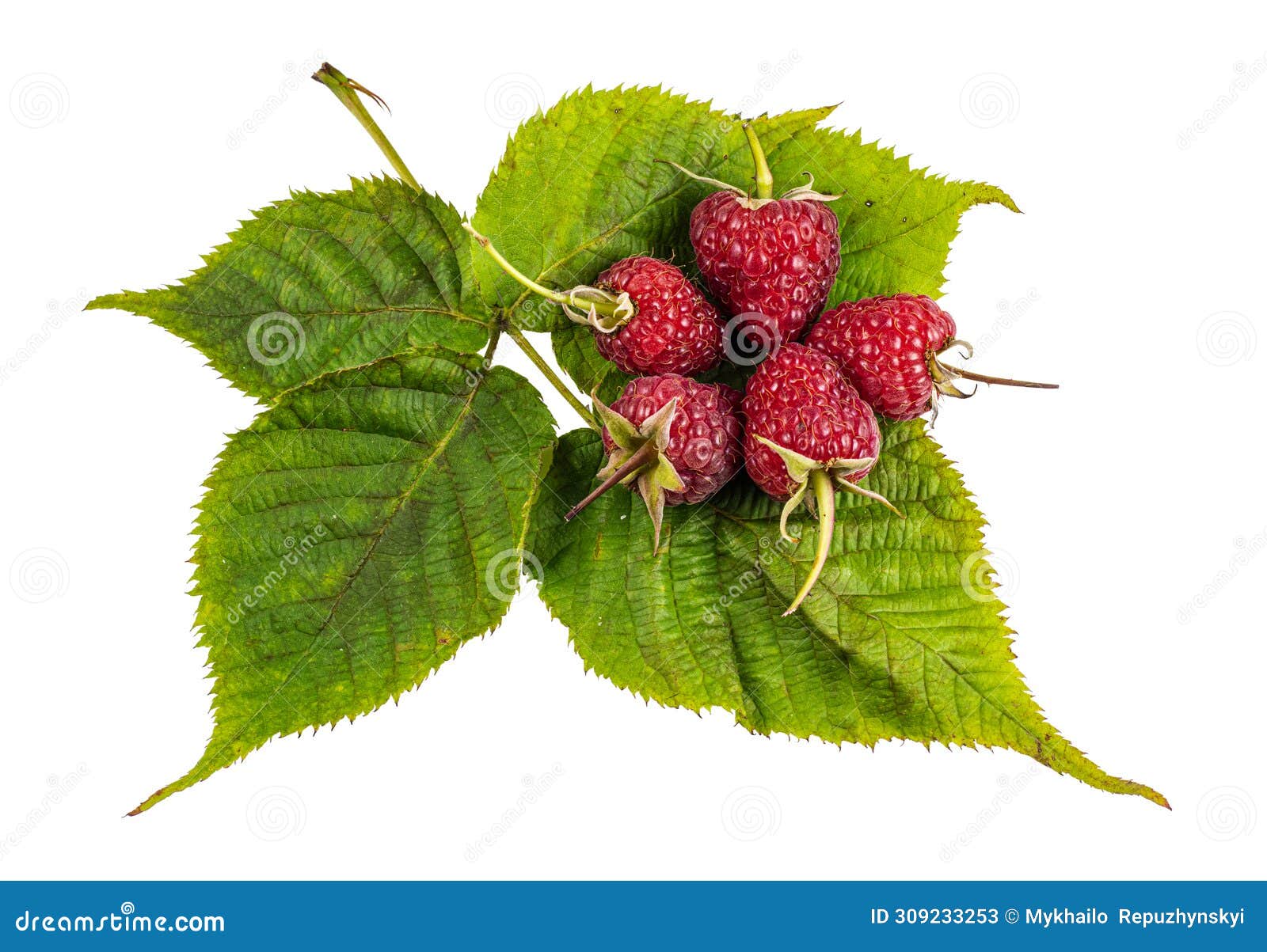 Raspberry with Leaves. Raspberry Isolated on White Background Stock ...