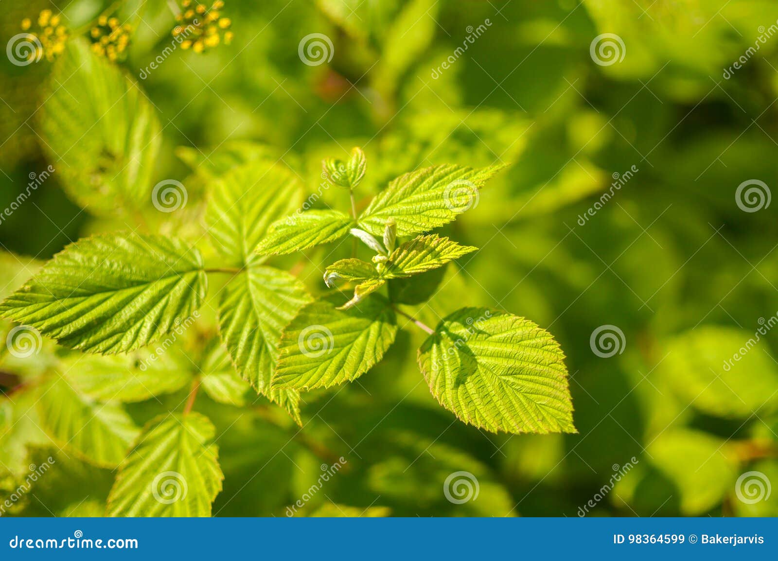 Raspberry leaves stock image. Image of nature, ottawa - 98364599