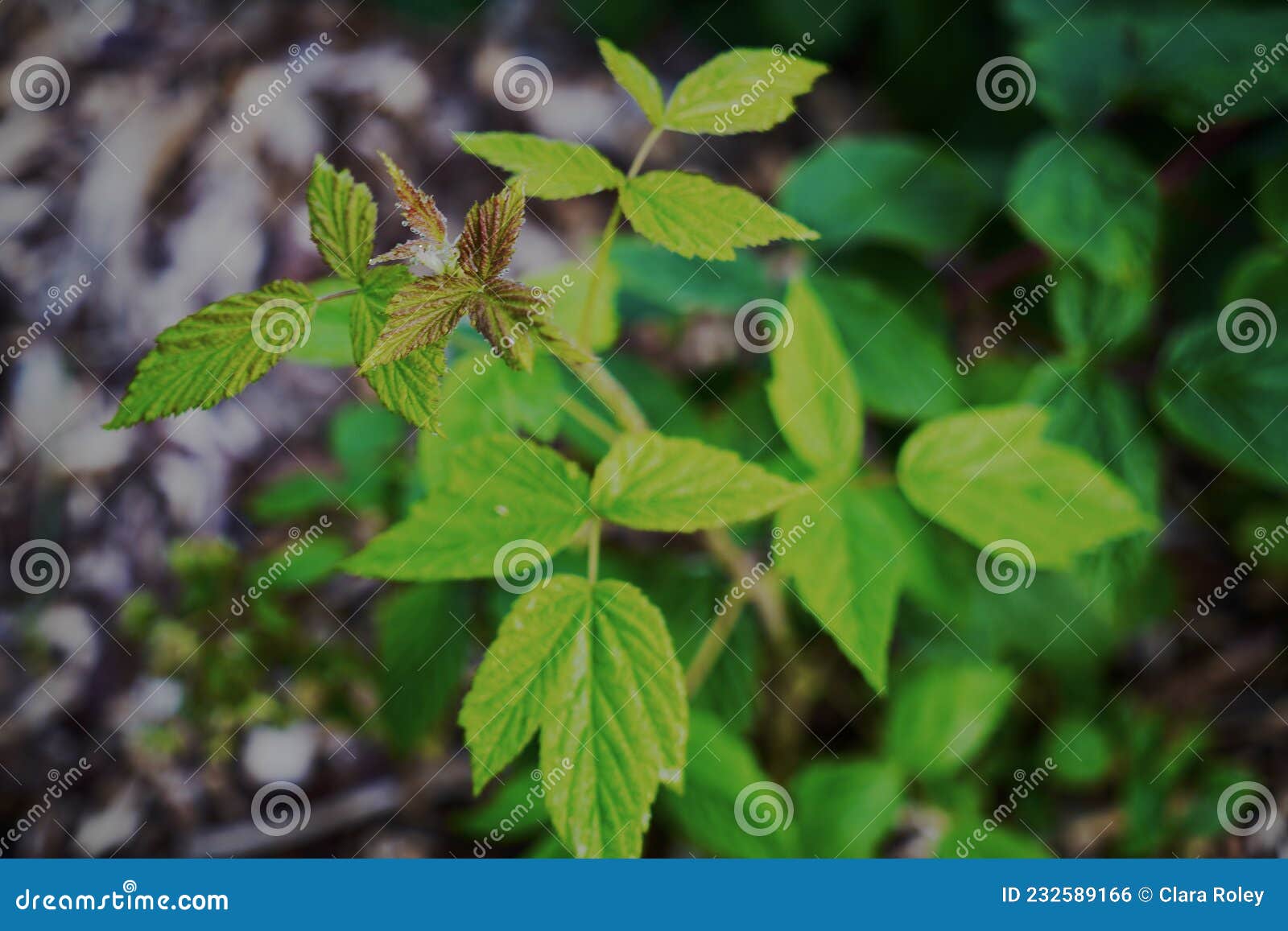 Raspberry Leaves (Rubus Idaeus) in the Light of a Sunset Stock Photo ...