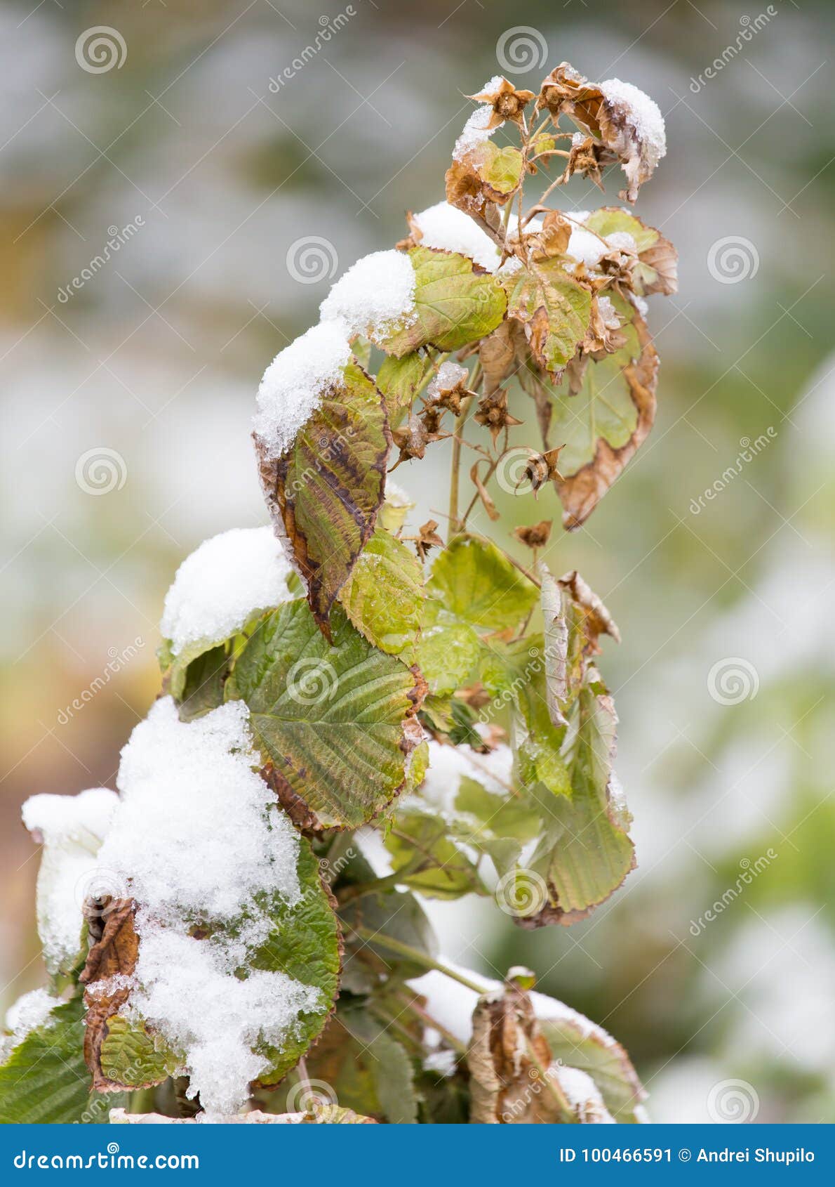 Raspberry leaves in snow stock image. Image of leaf - 100466591