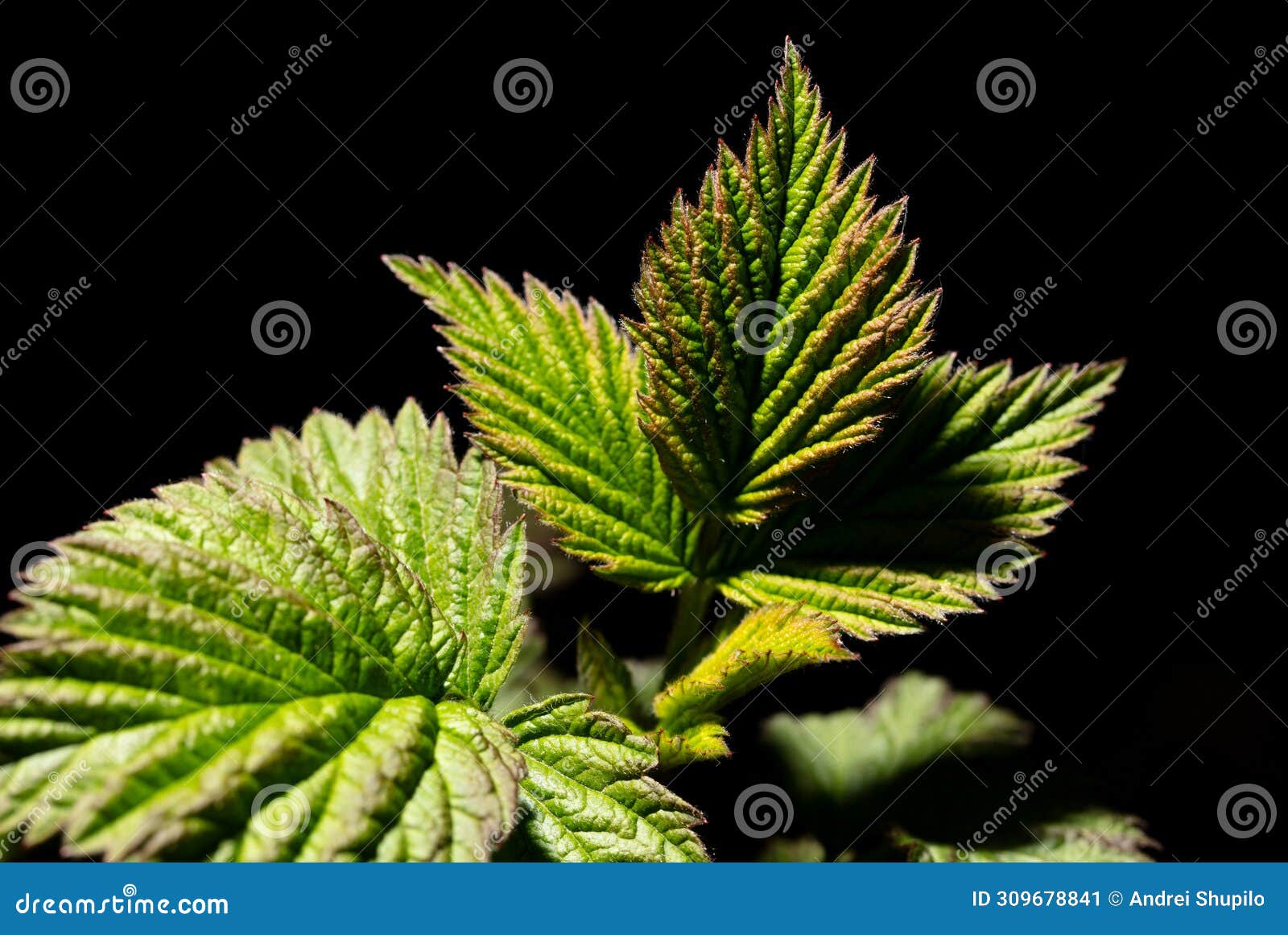 Raspberry Leaves in Spring Isolated Black Background. Macro Stock Image ...