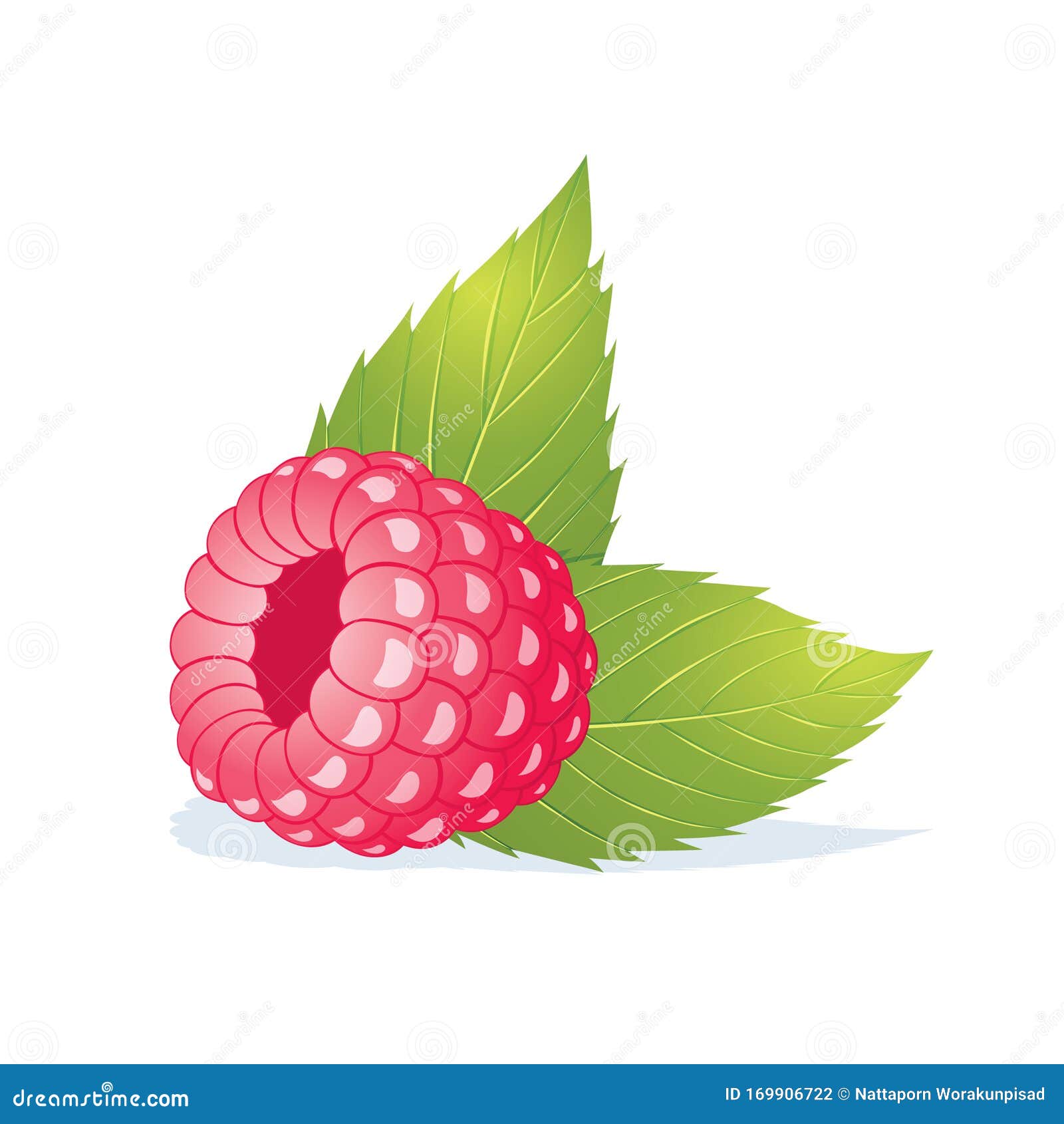 Raspberry and Leaves on White Background. Stock Vector - Illustration ...