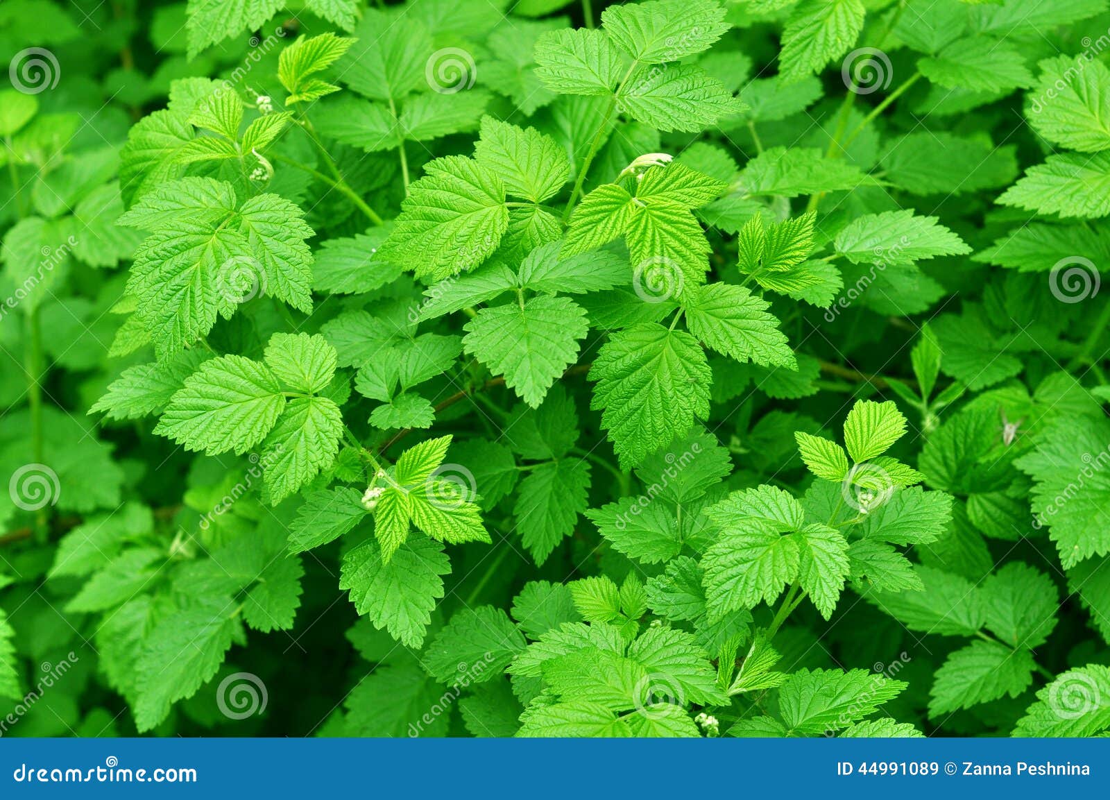 Raspberry leaves stock image. Image of environment, leaves - 44991089