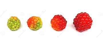 Raspberry life cycle stock image. Image of fruit, mulberry - 10554831
