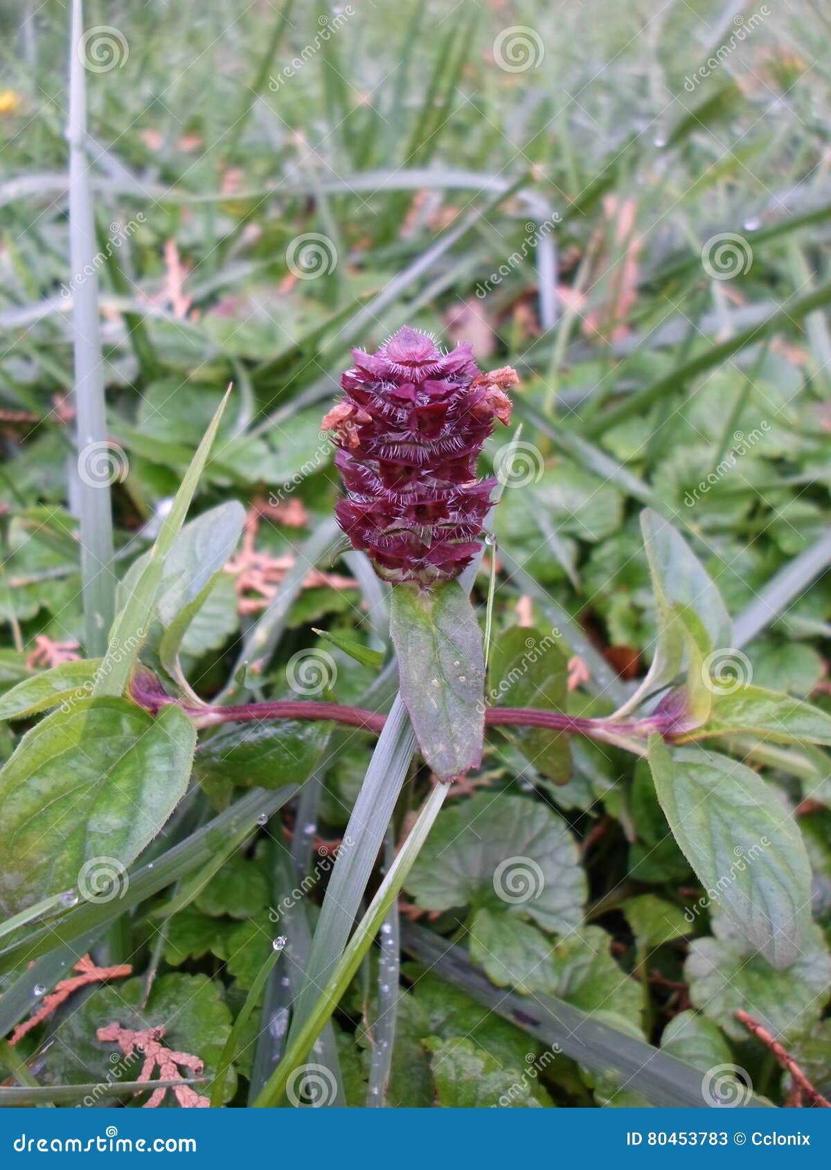 Raspberry Look Beautiful Flower in the Grass Stock Image - Image of ...
