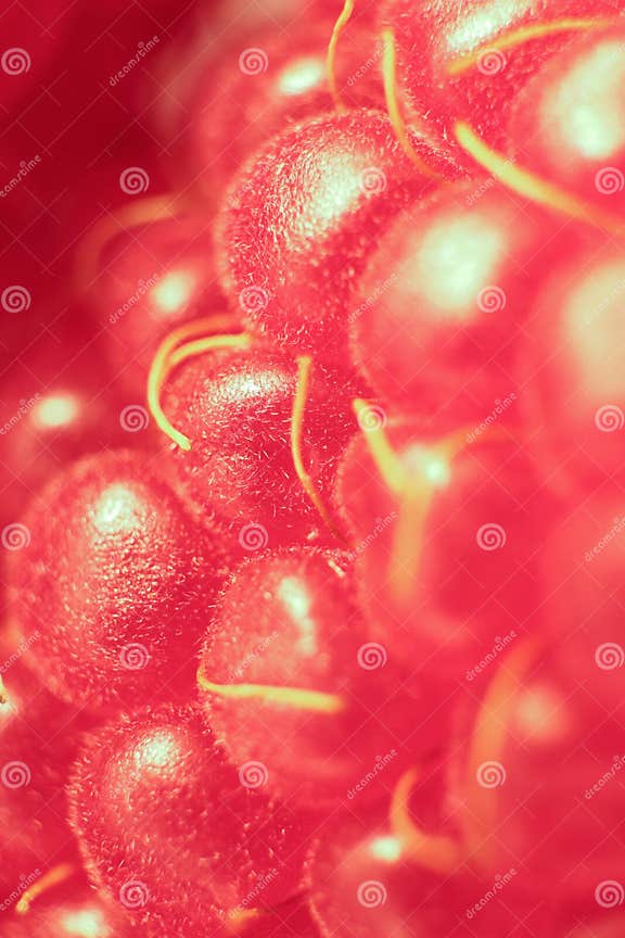 Raspberry Texture Background Stock Photo - Image of texture, nature ...