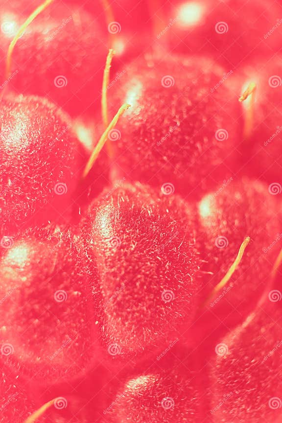 Raspberry Texture Background Stock Image - Image of fresh, texture ...