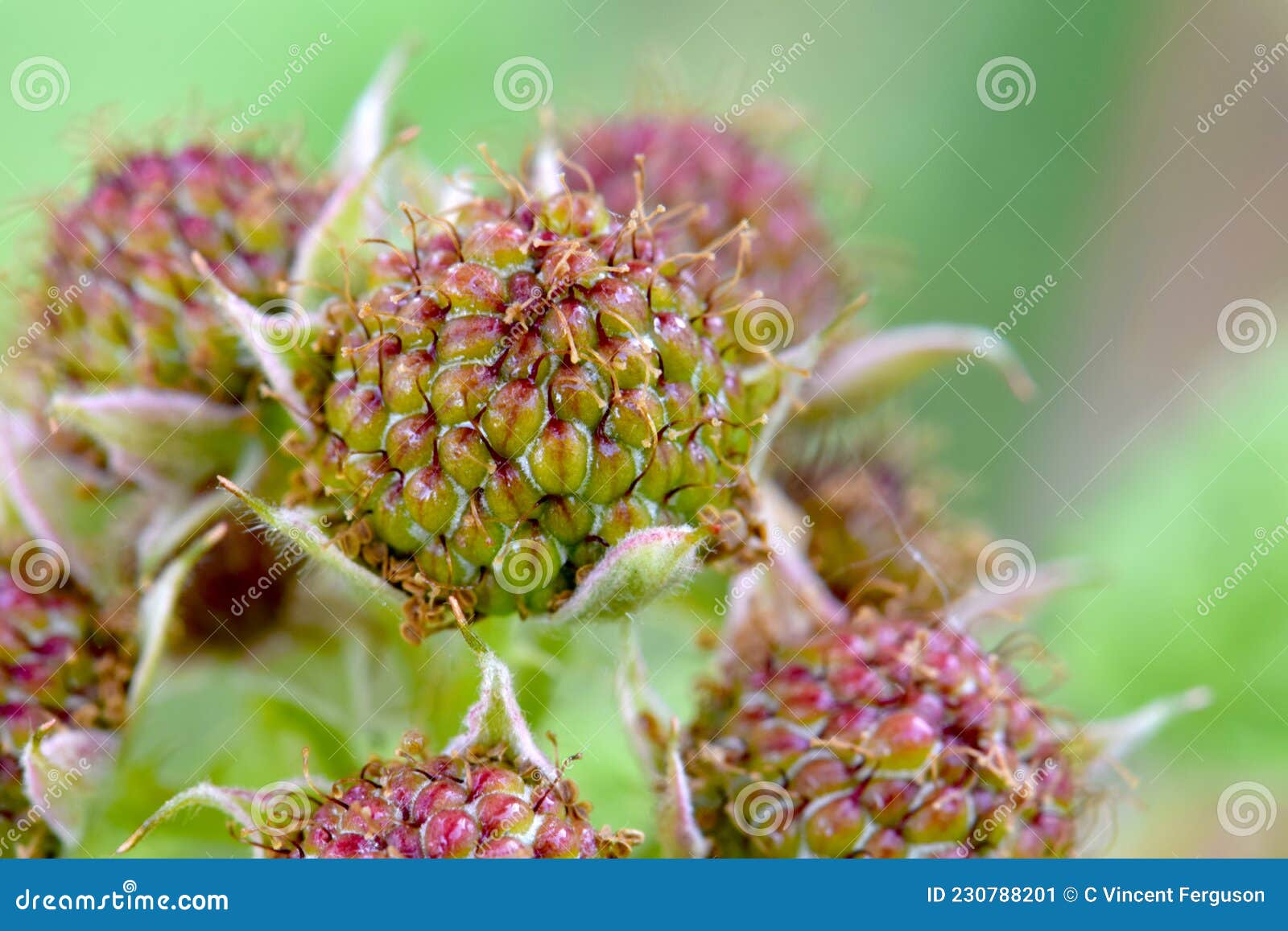 Ripening Mandala Stock Photos - Free & Royalty-Free Stock Photos from ...