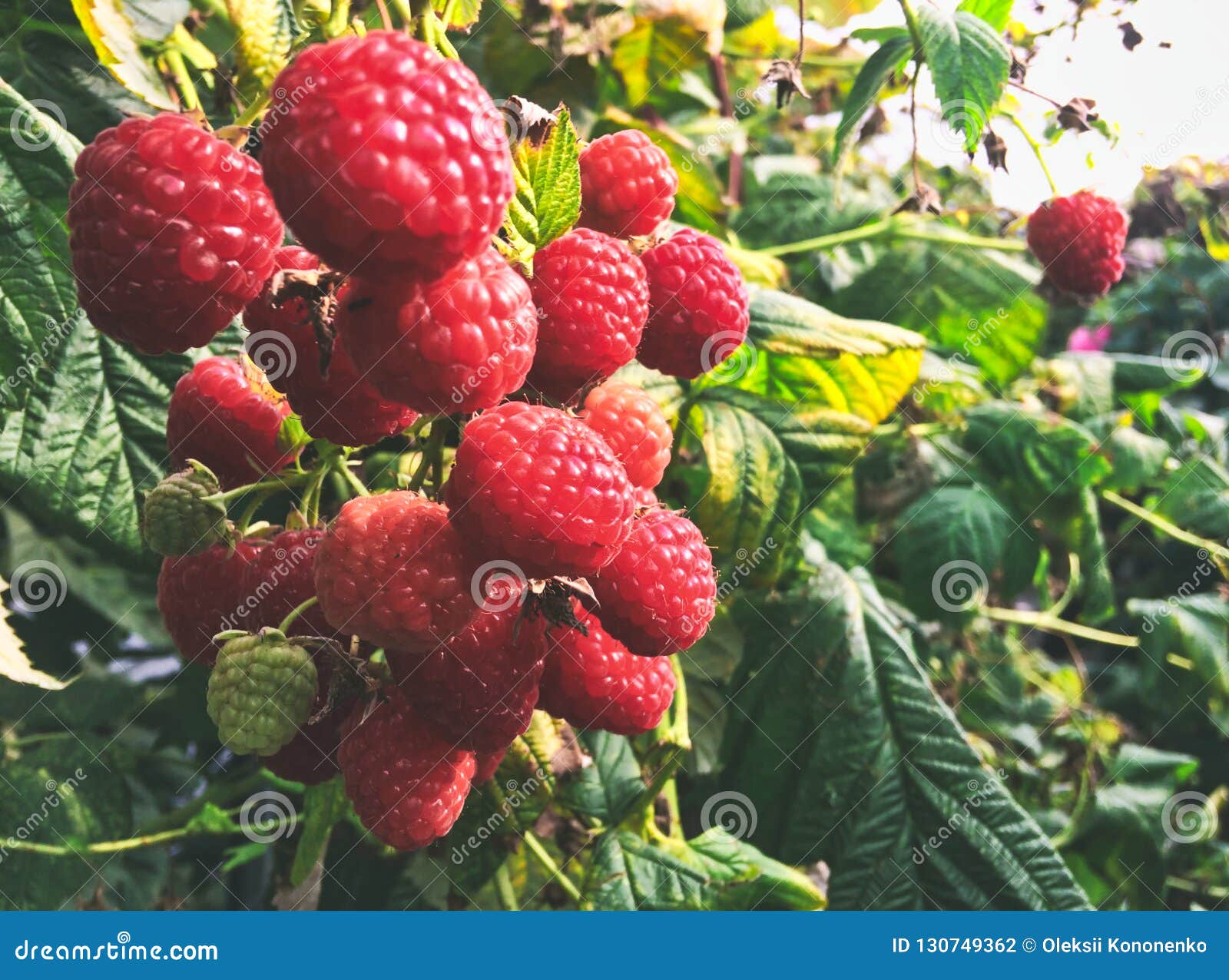Raspberry, Many Red Berries, Ripe Berries Stock Photo - Image of fruit ...