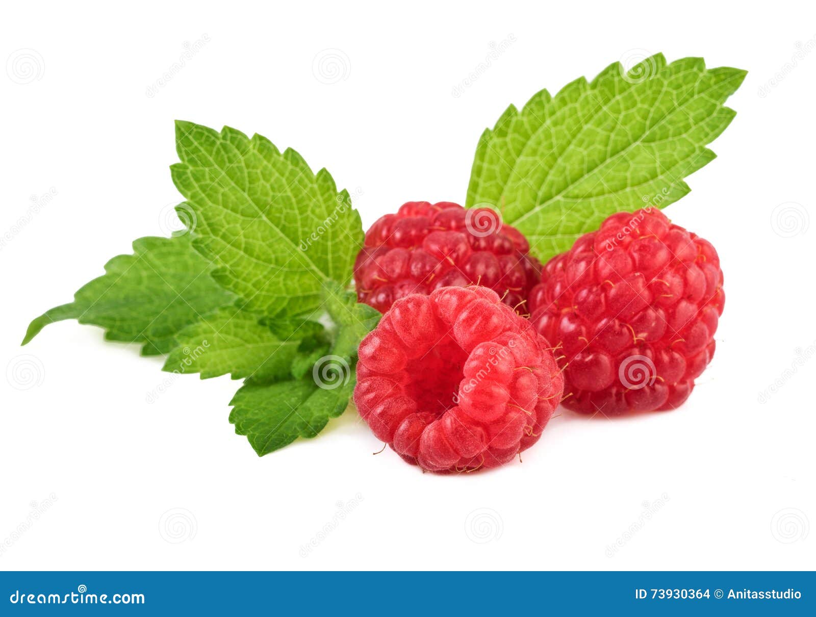 Raspberry and Mint Leaf Isolated Stock Photo - Image of macro, garden ...
