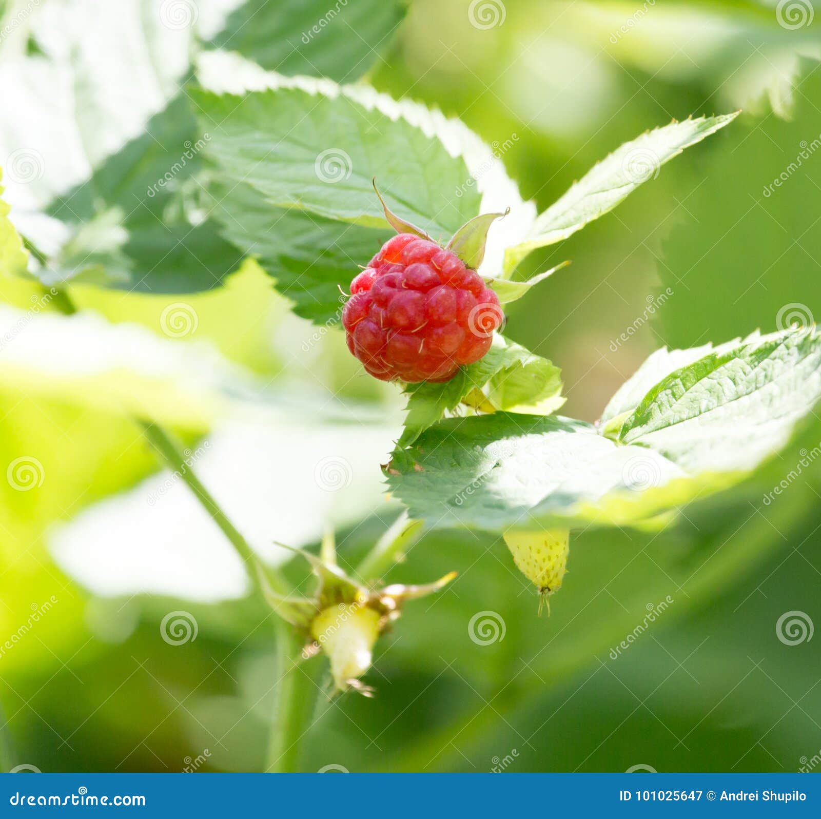 Raspberry in nature stock image. Image of nature, healthy - 101025647