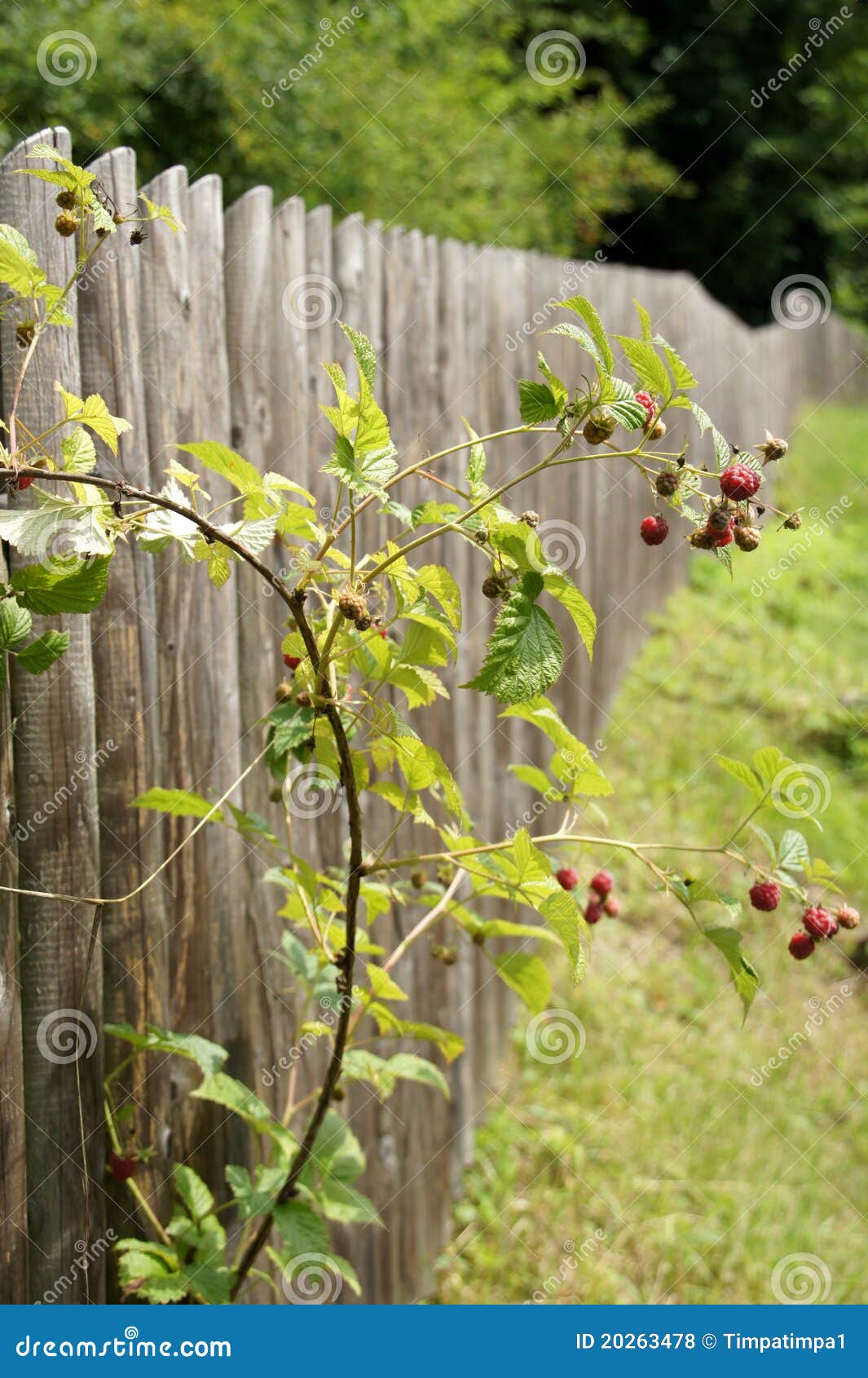 Raspberry near fence. stock photo. Image of wood, garden - 20263478