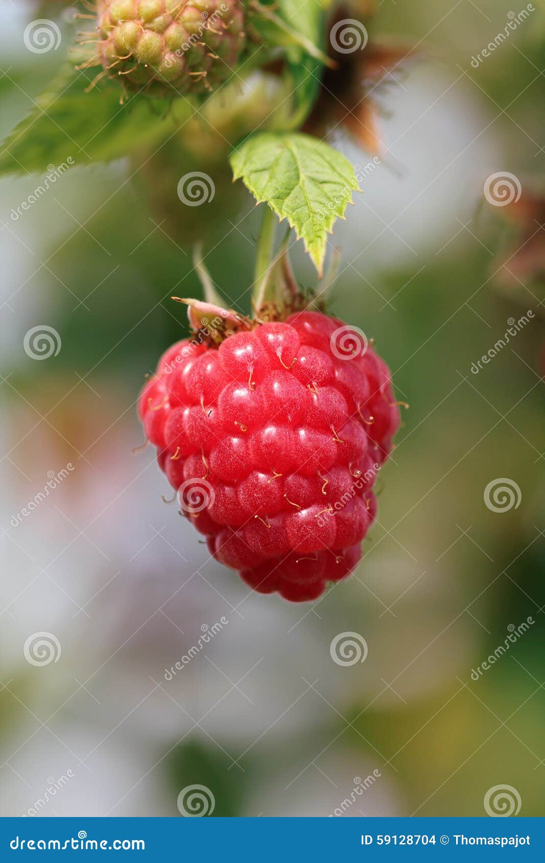 Raspberry stock photo. Image of delicious, grain, nature - 59128704